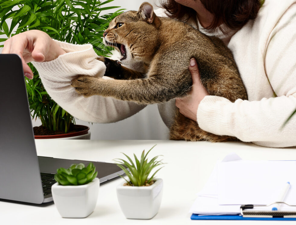 How to Stop Your Cat Biting You ⋆ PawPaw Pet Insurance - trusted for ...