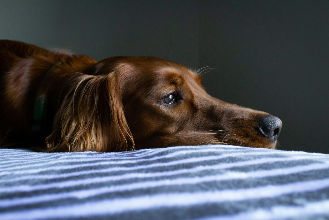 How to Tell If Your Pet Is in Pain: Subtle Signs Most Owners Miss ⋆ ...
